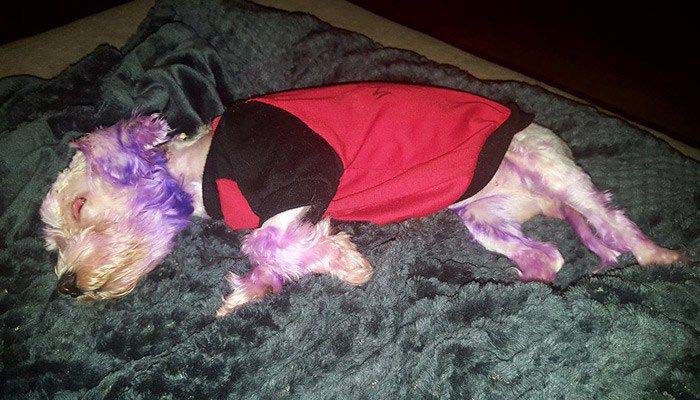 Violet the dog recovers from nearly deadly dye job | Thomasville Times ...