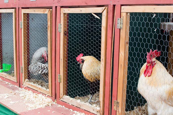 Fitzgerald’s Wild Chicken Festival keeps clucking despite the cold ...