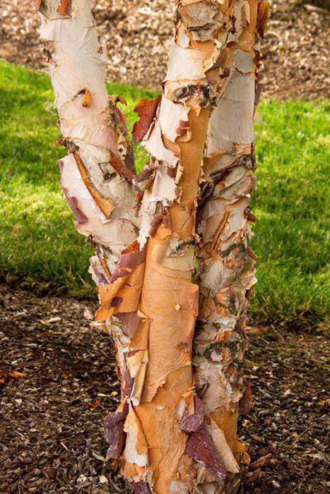 The peeling, paper-like bark tree | Thomasville Times-Enterprise