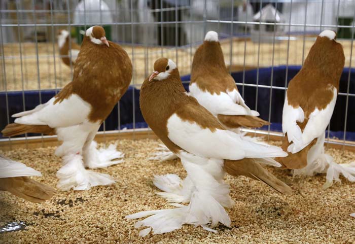 Pigeon pageant for beautiful birds dispels ‘rats with wings ...