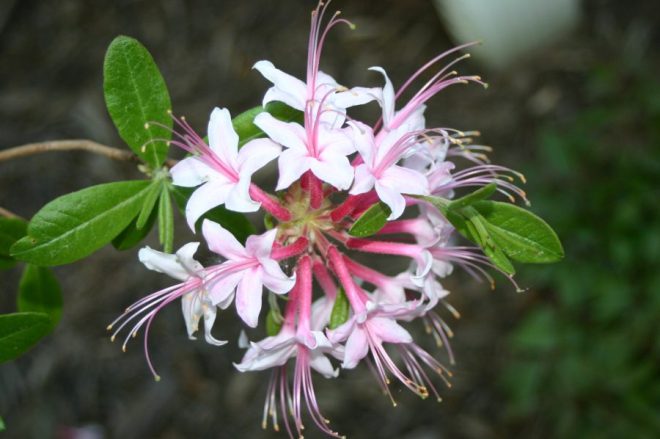 Native Azaleas: their history in South Georgia | Thomasville Times ...
