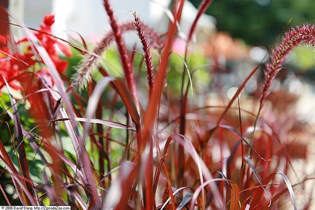Ornamental grasses add unique value to the landscape! | Thomasville ...